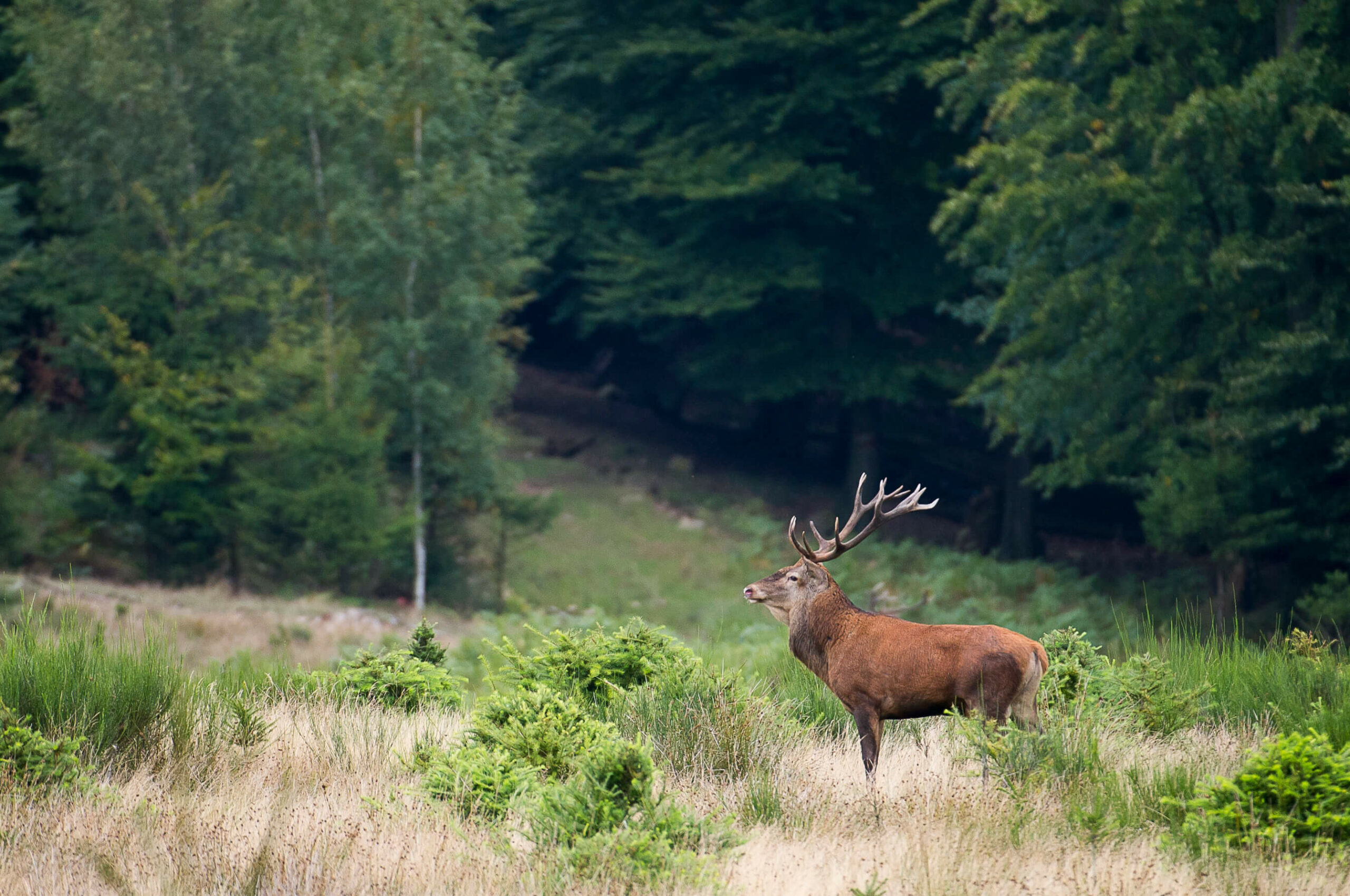 Quelles pratiques pour restaurer l'équilibre forêt-gibier ? - SRFB-KBBM